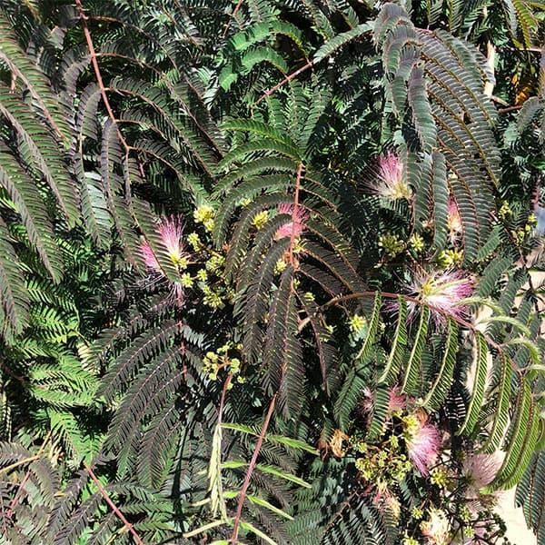 カラーリーフ・人気のサマーチョコレートの枝垂れタイプ ★入荷から日数が経ったためセール価格となりました。商品の状態は画像と異なる場合があります。★ねむの木は羽根のような繊細な葉と羽毛のような花を咲かせ、盛夏にも涼しげな姿が人気の花木です。夜...