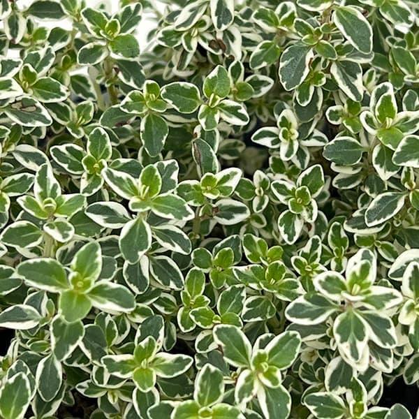 寄せ植え・鉢植えに スパークリングブライトは、丸みがかった葉に白い斑が入る立性よりのタイムです。低温になると紅葉してピンク〜赤色がかる様子も素敵です。※紅葉の入り方には個体差があります。※詳しい商品説明は下のほうに記載があります