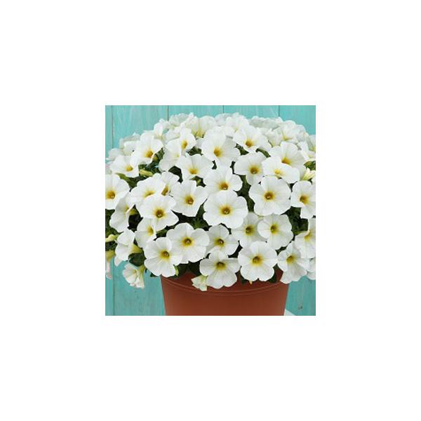 雨でもあでやかに咲く、サカタのタネ育成のペチュニア・ビューティカル。ペチュニアの生育旺盛さと、カリブラコアの強健さ・鮮やかな花色を併せ持つ、これまでにない新しい品種です。独特の花色とつやが特徴です。花持ちがよいので、育てやすく、秋遅くまで長...