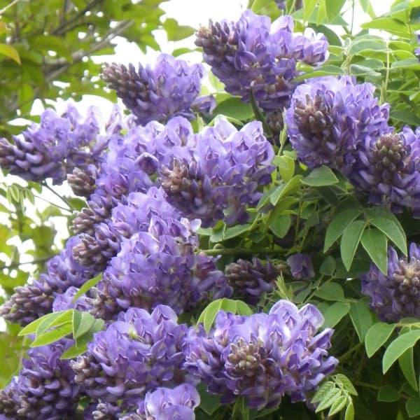 アメリカ南東部原産の珍しい藤で5〜6月頃に濃い紫色の花を咲かせます。花は蜜や花粉が豊富で蜜源植物にもなります。若木から花がつく特徴があり、日本の藤よりも樹勢は落ち着いているのでコンテナでトレリス仕立てにしてコンパクトに花が楽しめます。つる状...