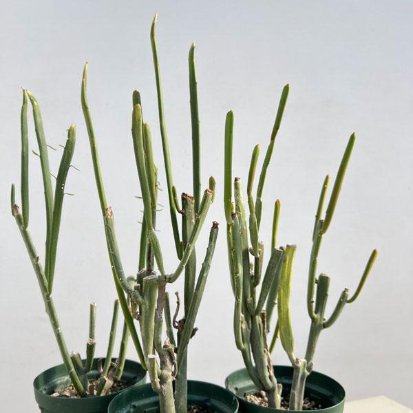 葉がほとんどなく、ぺらぺらとした茎だけの姿が面白い多肉植物（ユーフォルビアの仲間）です。独特の形を生かして、個性的なデザインの鉢などに合わせるとすてきです。室内の日当たりの良い場所で育ててください。葉が伸びてくるとくねくねと横に広がっていき...