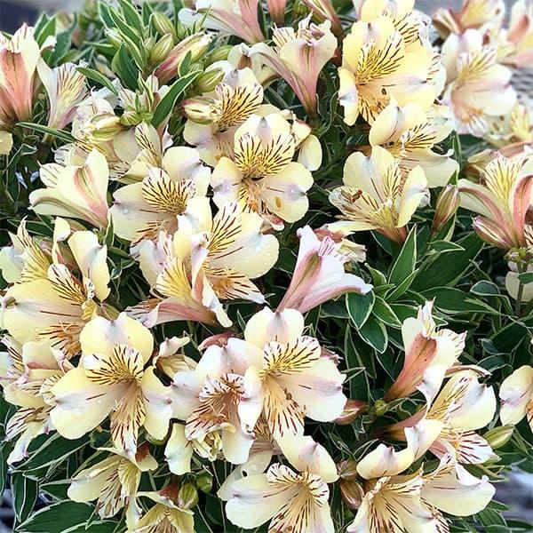 美しい純白の斑入り葉にクリーム色の花が咲く、同系色でまとまりのある色合いが美しい品種です。希少性が高く花の無い夏場でもお楽しみいただけます。耐暑性・耐寒性に優れており丈夫で育てやすい。花径が短くドーム状の草姿となります。春（4月〜6月）に咲...