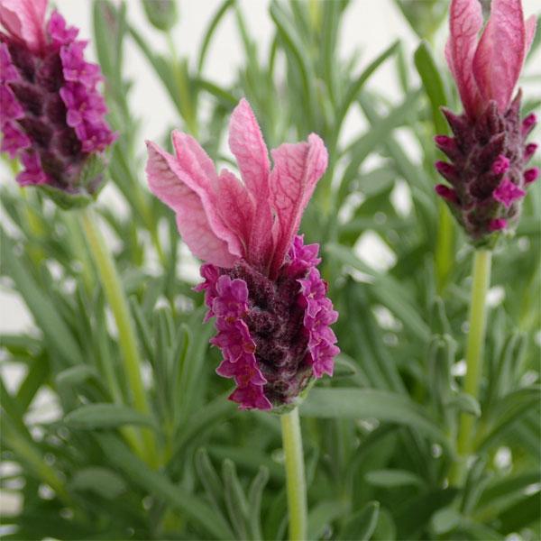 ★入荷から日数が経ったためセール価格となりました。商品の状態は画像と異なる場合があります。★うさぎの耳のようなひらひらが可愛いフレンチ系ラベンダーです。イタリアンラベンダーラッフルズの一番の魅力は、早春から咲き始め、その後長く咲き続ける連続...