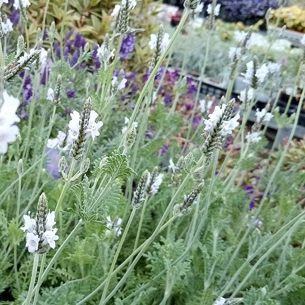 透明感のある青みがかった白花系品種です。細かな切れ込みの入ったシルバーリーフが美しいレースラベンダーです。花穂は6ｃｍくらいで、葉にはオレガノの香りがします。半耐寒性で、冬期は霜があたらない場所であれば越冬します。花も葉も美しく開花期も長い...