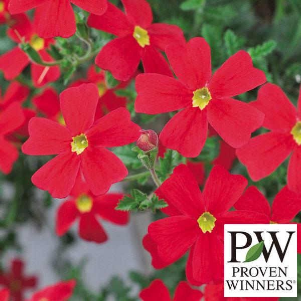 ショッキングスカーレットの鮮やかな花色！そして従来のジャメスブリタニアにはない花の大きさ！花色・花のサイズが違います。花径は2.5〜3cm、中心に黄色が入ることによってより花色が引き立ちます。また、従来種よりもより耐暑性に優れているというこ...