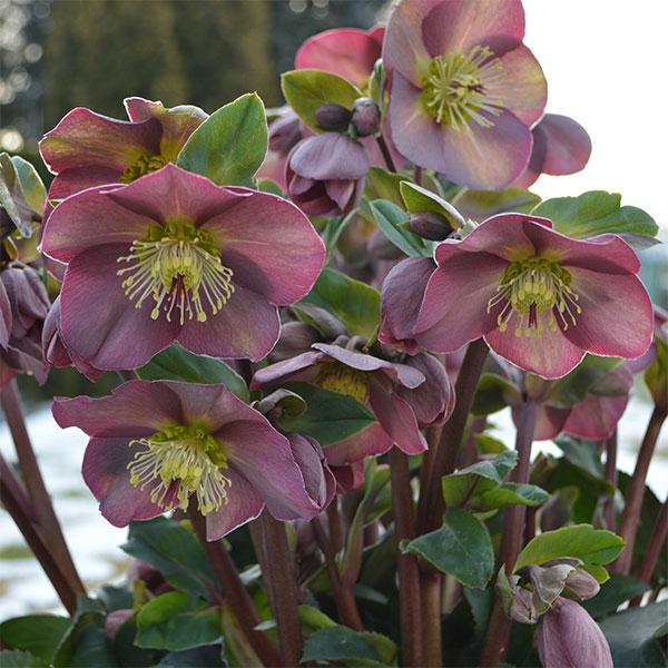 氷の薔薇シリーズは、ドイツ・ホイガー社育成のクリスマスローズ。種子ができる可能性が低いニゲル交配種で、このシリーズは、奇跡的な交配より生まれた種子から選抜された品種です。従来のクリスマスローズでは考えられない茎の太さや花弁の厚み、強健さ、ニ...