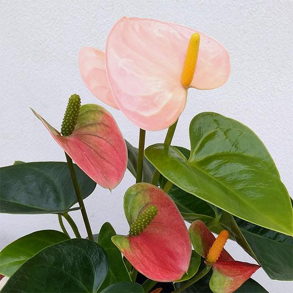 ★入荷から日数が経ったためセール価格となりました。商品の状態は画像と異なる場合があります。★ミニサイズの愛らしいアンスリウムです。テーブル飾りで色鮮やかな仏炎苞ととつややかな葉が楽しめます。室内の弱い光の環境でも次々に花を咲かせ、1つの花が...