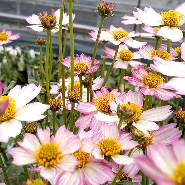 村岡オーガニックオリジナルのビデンスです。かすれたようなピンクの入る丸みのある花がとても愛らしく、鉢植え、寄せ植えにおすすめ！草丈も程よい中程度です。ビデンスは花が少ない晩秋から春にかけて開花する貴重な草花。花壇の中段や、寄せ植えの真ん中に...