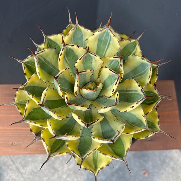 ★現品販売★特大の美しいアガベ　スーパークラウンです。上から眺めた時の形は、まさに芸術。生産者の情熱を感じます。メキシコを中心とした熱帯域に自生している夏型の多肉植物です。 肉厚の青緑がかった葉に明るい斑が入り、黒紫色の棘が美しく、整った形...