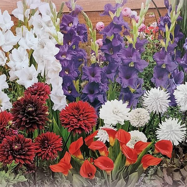 「コフレ」は宝石などきらびやかな物を入れる箱を意味します。宝石のように美しい花を咲かせる球根たちをカラーバランスよく詰め合わせました。これ一つでお手軽にコンビネーションガーデンがお楽しみいただけます。※詳しい商品説明は下のほうに記載があります