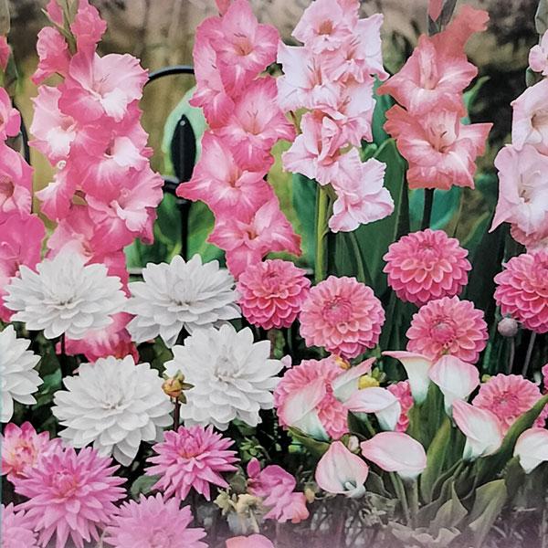 「コフレ」は宝石などきらびやかな物を入れる箱を意味します。宝石のように美しい花を咲かせる球根たちをカラーバランスよく詰め合わせました。これ一つでお手軽にコンビネーションガーデンがお楽しみいただけます。※詳しい商品説明は下のほうに記載があります