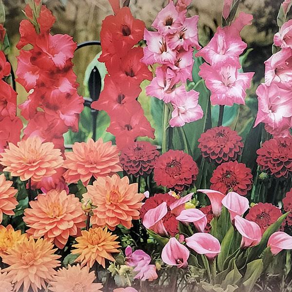 「コフレ」は宝石などきらびやかな物を入れる箱を意味します。宝石のように美しい花を咲かせる球根たちをカラーバランスよく詰め合わせました。これ一つでお手軽にコンビネーションガーデンがお楽しみいただけます。※詳しい商品説明は下のほうに記載があります