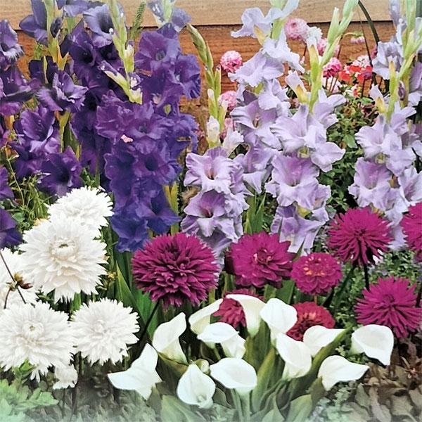 「コフレ」は宝石などきらびやかな物を入れる箱を意味します。宝石のように美しい花を咲かせる球根たちをカラーバランスよく詰め合わせました。これ一つでお手軽にコンビネーションガーデンがお楽しみいただけます。※詳しい商品説明は下のほうに記載があります