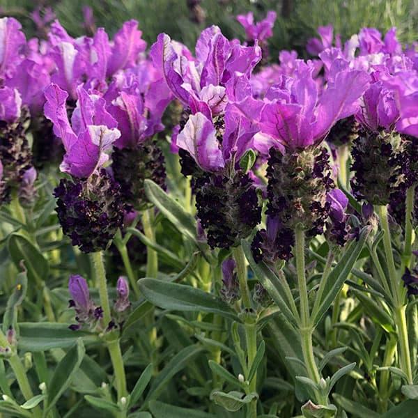 ユニークなストエカス系の人気品種です。耳（苞葉）が長く、環境によりホワイトとパープルが混じり合うツートンカラーとなる品種。これまでにない色合いです（発色には個体差があるので紫1色となる花もあります）。花壇でひときわ目立つ大輪花が魅力です。初...