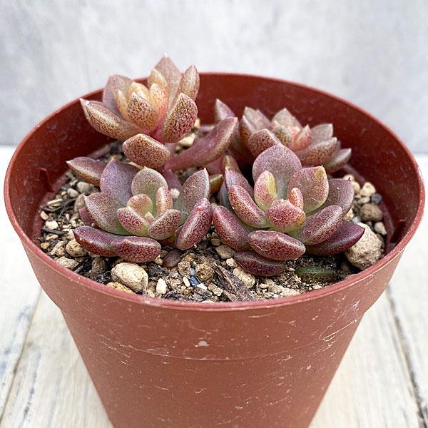 シノクラッスラは細長い卵型の葉を多数ロゼット状に展開する黒味を帯びた多肉植物。スマロとも呼ばれます。美しい葉色を保つためにも、日当たり、風通しの良い屋外で管理しましょう。低温になるとより黒味を帯びます。※詳しい商品説明は下のほうに記載があります