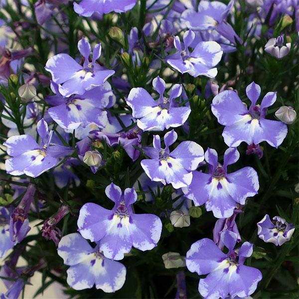 ★入荷から日数が経ったためセール価格となりました。商品の状態は画像と異なる場合があります。★レオンシリーズは、立性でこんもりとした株姿で、暑さにも強く育てやすいシリーズです。涼し気な色合いの小花を丸くまとまる株に無数に咲かせます。春から秋ま...