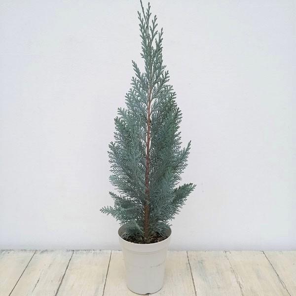 ★入荷から日数が経ったためセール価格となりました。商品の状態は画像と異なる場合があります。★コムナリス・グラウカは青緑色の葉で狭円錐形の樹形となる美しいコニファーです。形状も良いため寄せ植えの材料として人気の高い品種です。葉の間が詰まってこ...