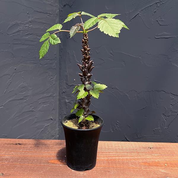 ★現品販売★メキシコ原産の一属一種の珍奇植物、ベイセリア　メキシカーナ。ゴツゴツした幹肌がなんともかっこいい植物です。※時期により葉姿が異なります。秋口からだんだん落葉が進みます。※詳しい商品説明は下のほうに記載があります