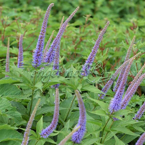 九蓋草（クガイソウ）は、日本を代表するような美しい茶花で、穂状の紫花はとても風情があります。ヤマトラノオやルリトラノオに似た花ですが、4〜6枚の葉が輪生しているので区別されます。山野に自生しています。強健で佇まいが良いので、庭植えにおすすめ...