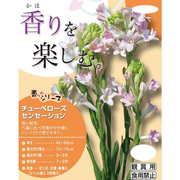 香り高いチューベローズはメキシコ原産の球根植物で、夕方から夜にかけて強い芳香を放ち、別名、夜来香または月下香とも呼ばれる清楚な花です。※詳しい商品説明は下のほうに記載があります