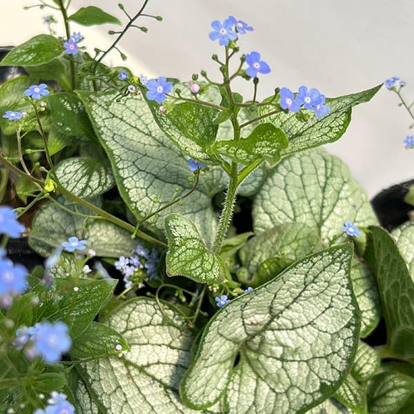 葉が美しいブルンネラ。シーハートは、葉が厚く丈夫で、葉脈に添ってグリーンのすじが入る美しい品種。そのすじとシルバーの葉の対比が美しい特徴となっています。厚葉で葉焼けし難い品種です従来のブルンネラに比べ暑さや多湿に強く、とても丈夫で育てやすい...