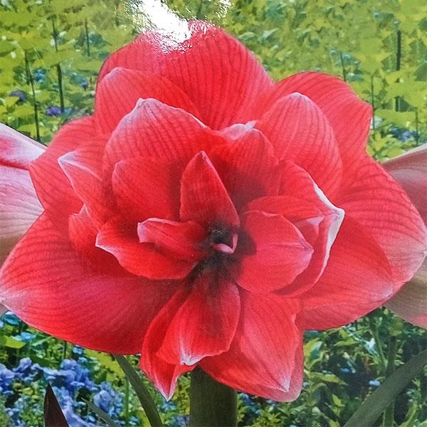 春の球根の王様と言われるアマリリス。中輪の多い八重咲き品種の中で、大人の手の平くらいの見事な大輪を咲かせる品種です。豪華な花姿をお楽しみください。※詳しい商品説明は下のほうに記載があります