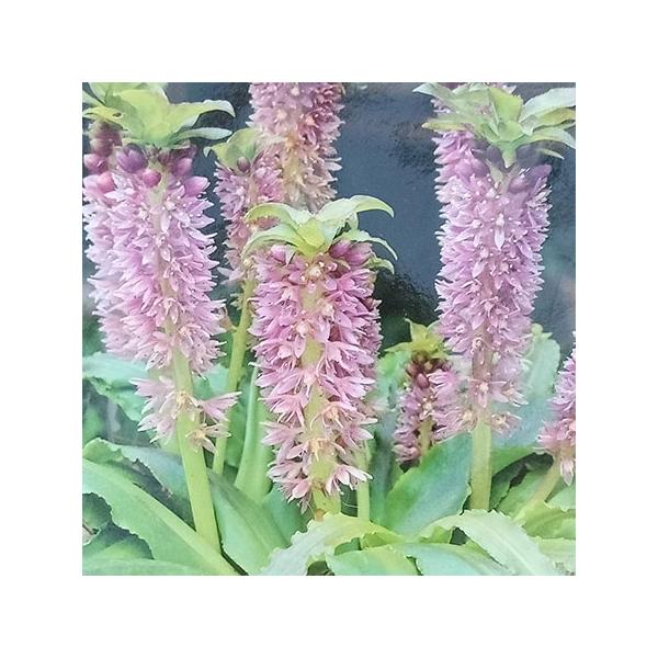 ユーコミスは南アフリカ原産で別名を「パイナップルリリー」とも呼び、属名はギリシャ語で「美しい頭の毛」を意味します。草丈50cm前後の中型種で、暑さ寒さに強く、鉢植えでも露地植えでも良く育ちます。※詳しい商品説明は下のほうに記載があります