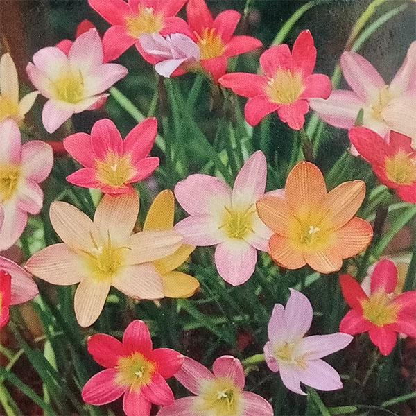 ゼフィランサスは南米原産の球根植物。レインリリーとも呼ばれていて、雨後の翌日には花弁が伸びてきます。花壇の縁取りにまとめて植えるとより美しくなります。やや寒さに弱いので、寒冷地では鉢植えにして、冬の間は凍らない場所にとりこみ、鉢のまま乾燥さ...