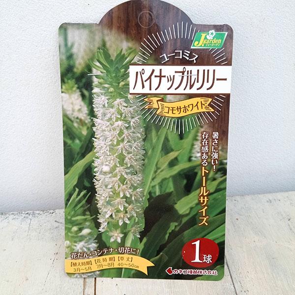 ユーコミスは南アフリカ原産で別名を「パイナップルリリー」とも呼び、属名はギリシャ語で「美しい頭の毛」を意味します。草丈50cm前後の中型種で、暑さ寒さに強く、鉢植えでも露地植えでも良く育ちます。※詳しい商品説明は下のほうに記載があります