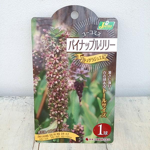 ★長期在庫のため特価・芽が伸びた状態でのお届けとなる場合があります★ ★入荷から日数が経ったためセール価格となりました。商品の状態は画像と異なる場合があります。★ユーコミスは南アフリカ原産で別名を「パイナップルリリー」とも呼び、属名はギリシ...