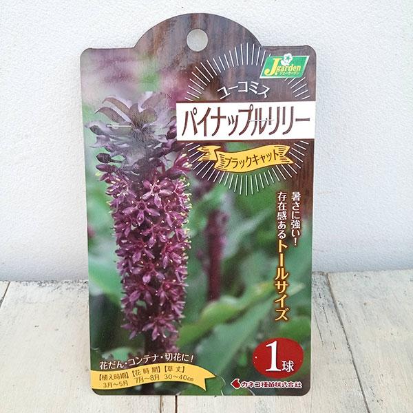 ユーコミスは南アフリカ原産で別名を「パイナップルリリー」とも呼び、属名はギリシャ語で「美しい頭の毛」を意味します。草丈50cm前後の中型種で、暑さ寒さに強く、鉢植えでも露地植えでも良く育ちます。「ブラックキャット」は花色が黒から紫、葉色が黒...