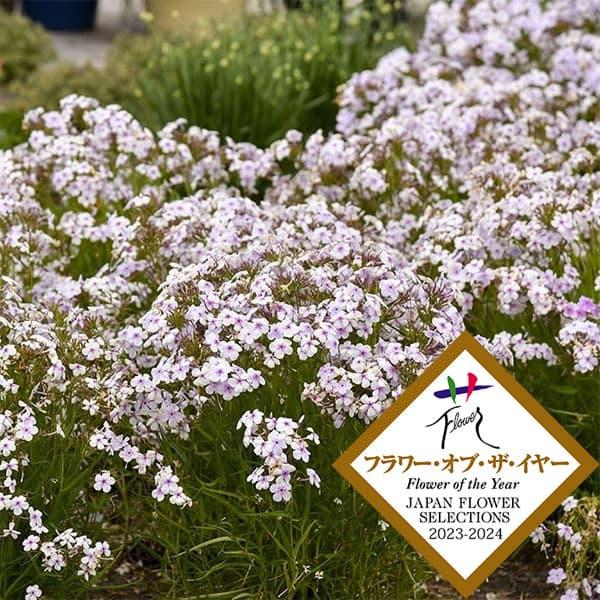 従来のフロックスは夏の高温多湿を苦手としますが、オープニングアクトは、その点が大幅に改良されたパニキュラタ種です。濃い緑色の光沢のある葉はカビや病気に強く、うどんこ病にも強くなったハイブリッド種です。また、一般的なフロックスよりも開花が早く...