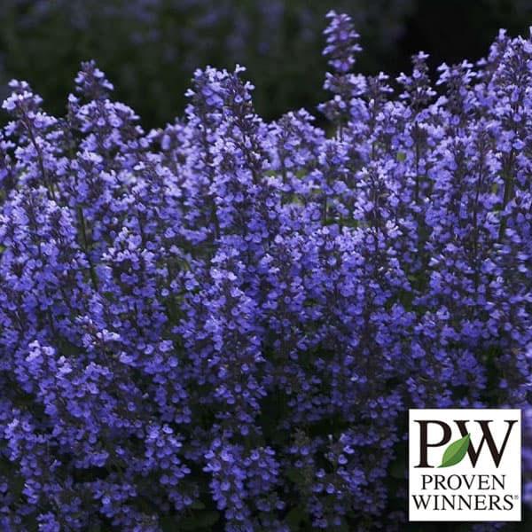 PWペレニアル ネペタ キャッツパジャマは、耐暑性に優れた宿根草です。春の終わりから秋にラベンダーのような雰囲気の花を咲かせます。乾燥に強く、地植えなら植えっぱなしでも育ち、手入れが簡単です。病害虫の心配もほとんどなく、コンパクトで自然にま...