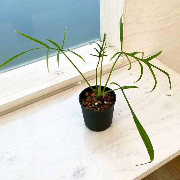 三浦園芸 ★現品販売★流通量が非常に少ないフィロデンドロン　ポリポディオイデスです。非常に細い葉を持つ希少種です。※詳しい商品説明は下のほうに記載があります