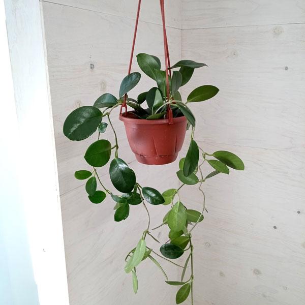 オーストラリスはタイでオーストラリア原産のHoya australisを中心にに掛け合わせたハイブリッド種のホヤです。小型で肉厚の濃緑色の葉のホヤです。つるを伸ばし葉を展開します。小鉢仕立てでも栽培しやすい品種です。水の与え過ぎには注意をし...