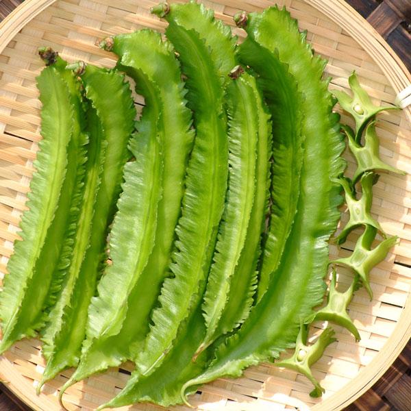 琉球四角豆は沖縄では「ウリズン」と呼ばれ、珍しい莢に四枚のヒダのある品種。シャキッとした食感で、サヤインゲンと同じように調理できます。残暑に耐え、グングン成長します。天ぷら、炒めものに適します。また、年を越して大きく育った根は「ウリズン芋」...