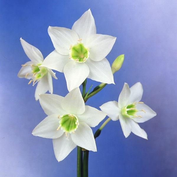 春植え球根の中でも、香りの良い品種をセレクトしました。是非お花と香りの両方をお楽しみ下さい。ユーチャリスは中南米原産のヒガンバナ科の多年草。水仙のような純白の花を下向き加減に咲かせ、気品のある花です。アマゾンリリー、アマゾンユリとも呼ばれま...