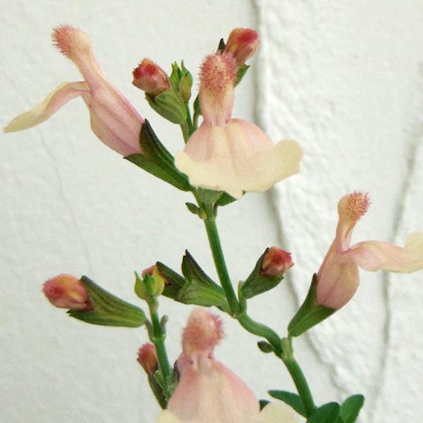 チェリーセージは初夏から晩秋まで長期間、小さな花をたくさん花を咲かせるシソ科の多年草です。一般的には観賞用に栽培されますが、葉や花にフルーティーな甘い香りがあり、ハーブとして利用される品種もあります。丈夫で暑さに強く、病虫害もほとんどなく、...