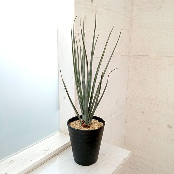★長期在庫品のため特価です。現物の状態が表示の画像と若干異なる場合があります★★現品販売★希少なドラセナ　セルラータが入荷しました。アラビア半島の非常に乾燥した地域に自生する植物です。丸みを帯びた葉を放射状に伸ばし、葉の縁にはギザギザの鋸歯...