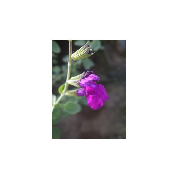 サルビアの仲間 チェリーセージは初夏から晩秋まで長期間、小さな花をたくさん花を咲かせるシソ科の多年草でサルビアの仲間です。一般的には観賞用に栽培されますが、葉や花にフルーティーな甘い香りがあり、ハーブとして利用される品種もあります。丈夫で暑...