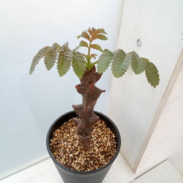 ★長期在庫品のため特価です。現物の状態が表示の画像と若干異なる場合があります★★現品販売★ メキシコ原産の一属一種の珍奇植物、ベイセリア　メキシカーナ。ゴツゴツした黒っぽい幹肌がなんともかっこいい植物です。流通量が少ないレアプランツです。※...