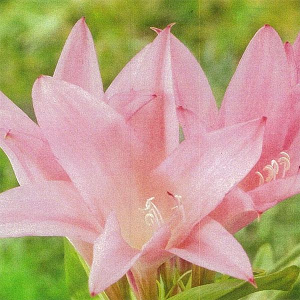 人と違った花を咲かせたい。そんな園芸マニアにおすすめの品種です。暑い夏場に元気よくトロピカルな雰囲気の花を咲かせます。1つの花茎にたくさんの花をつけるので見ごたえがあります。※詳しい商品説明は下のほうに記載があります