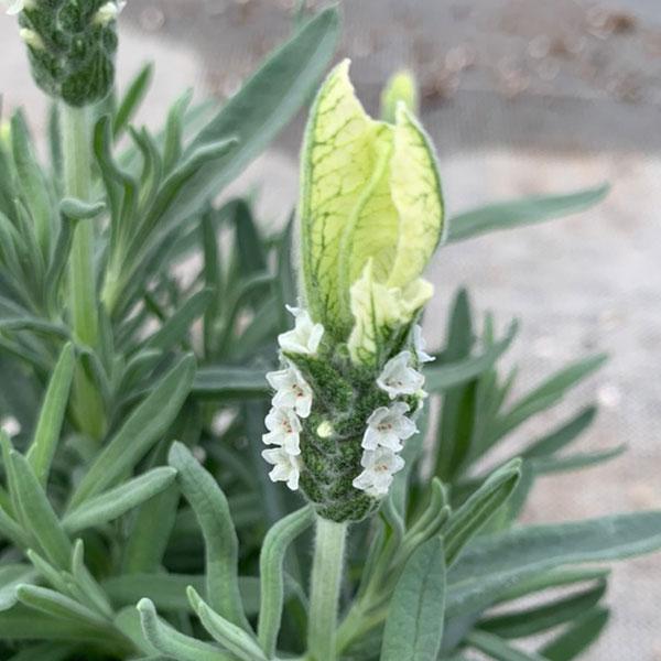 純白のフレンチラベンダー、クリスタルホワイト。透き通るような色合いの、クリアで優しい白花種です。ストエカス系はフレンチラベンダー、スパニッシュラベンダーとも呼ばれます。原産地はカナリア諸島、スペイン、トルコ、アフリカ北部などです。ウサギの耳...