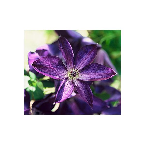 ベノサバイオラシア（ベノーサバイオラシア）は、紫色に白の刷毛目が入り、花芯は赤紫色です。4遍の丸弁花が新梢の節々につき、大変多花性です。葉は小さめです。四季咲き性が強く強健で、鉢植え、庭植え、フェンスに向きます。育てやすいので初心者の方にも...