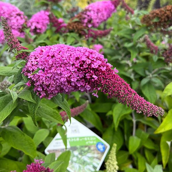 ブッドレアは初夏にたおやかな花穂を風にそよがせるスマートな花木。強健でよく枝が増え、栽培が容易です。初夏から秋まで途切れることなくたくさんの花を咲かせてくれます。花にはよい香りがあり、蝶が集まります。パグスターシリーズは、鉢植えでも楽しめる...