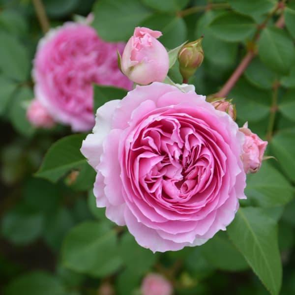 ピンク色のロゼット咲き、小中輪房咲きの花。ころんとした可愛らしい花。とても花持ちが良く、花弁が散ることがほとんどない。花弁が散っては困るところでも植えることが出来る。ティの中香。切り花に向く。※詳しい商品説明は下のほうに記載があります