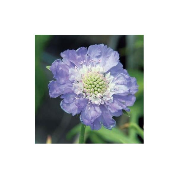 パーフェクタは花径8cmほどの淡いブルーの花を咲かせる高性スカビオサです。花茎を伸ばした先に次々と大輪を花を咲かせます。日当たりの良い方が花色が濃くなります。切り花としても利用できます。多湿は少し苦手ですので、夏の暑い時期には気をつけて下さ...