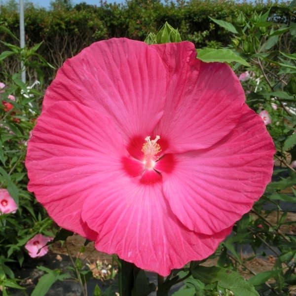 タイタンビカスは大型宿根ハイビスカスで、人の背丈を越える大きさに育ち、巨大な花を咲かせるため、巨神タイタンにちなんでその名がつけられました。非常に丈夫で生長が早く、ひと夏で2メートル近い大きさに育ち、通常のハイビスカスよりもひと回りほど大き...