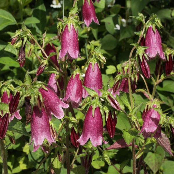 ホタルの飛び交う頃に花をつける、子供がホタルを袋状の中へ入れ光らせて遊んだことなどからホタルブクロの名前がついたと言われています。茶花や切花にもでき、丈夫でカンパニュラの中では育てやすい山野草ですのでビギナーの方にもおすすめです。コンテナや...