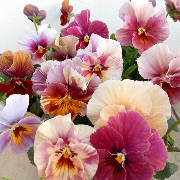 アイディアルフラワー　大牟田さんオリジナル！エボルベは、花色・花形に固定を狙わず、毎年新しい色・形を求めて川越ROKA氏監修のもと宮崎県　小林高原にてじっくりと育てられた魅力的なビオラたちです。従来のビオラと比べて花付が良く、性質も魅力的で...